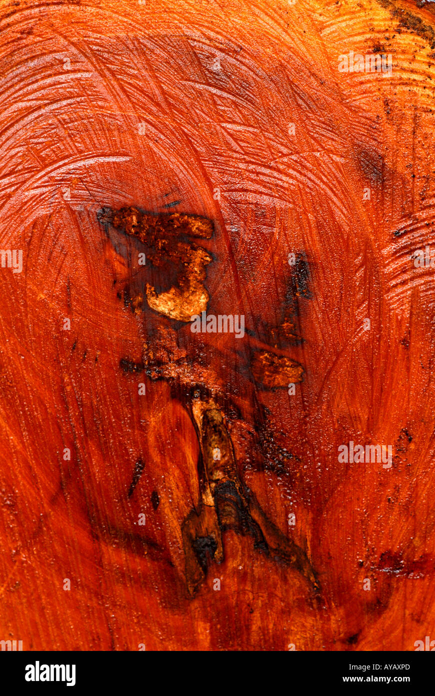 Detail of a piece of newly cut Mahogany log shows very interesting ...