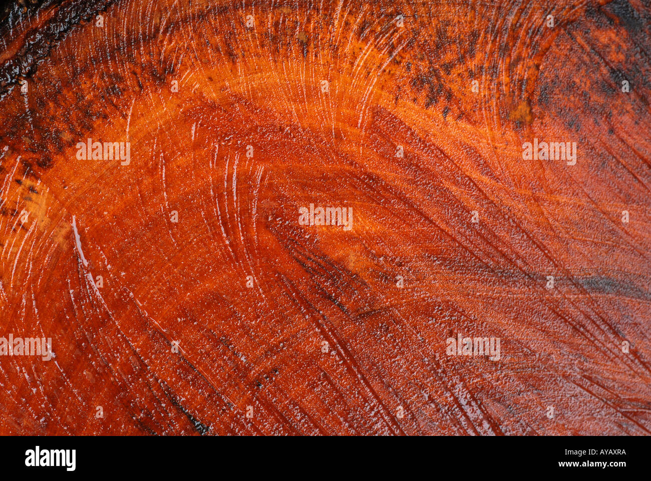 Detail of a piece of newly cut Mahogany log shows very interesting ...
