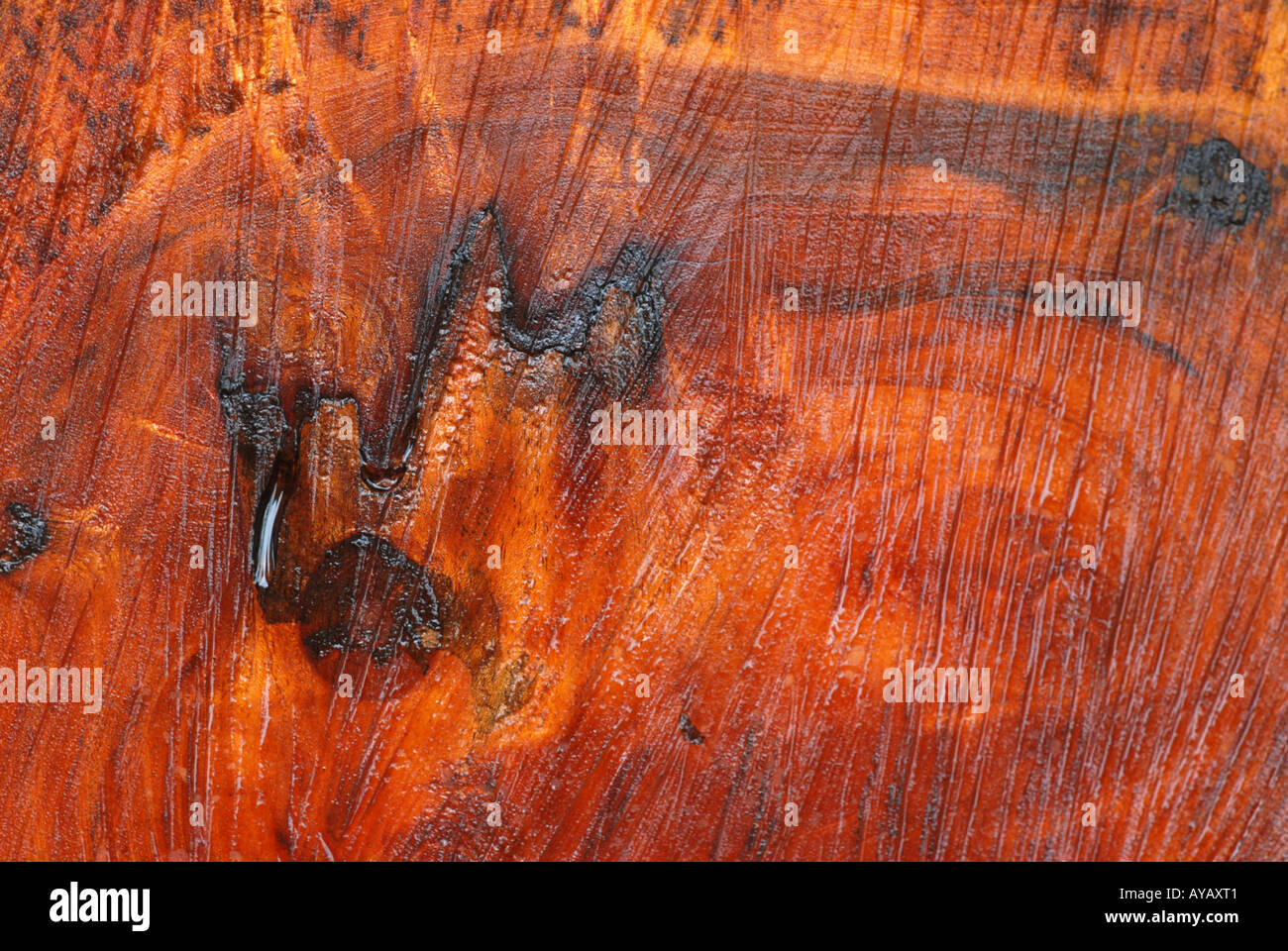 Detail of a piece of newly cut Mahogany log shows very interesting ...