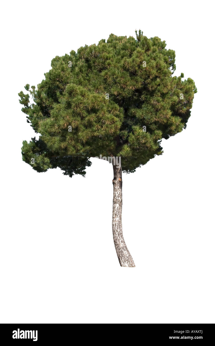 Pine-tree isolated on white backgrouund Stock Photo - Alamy