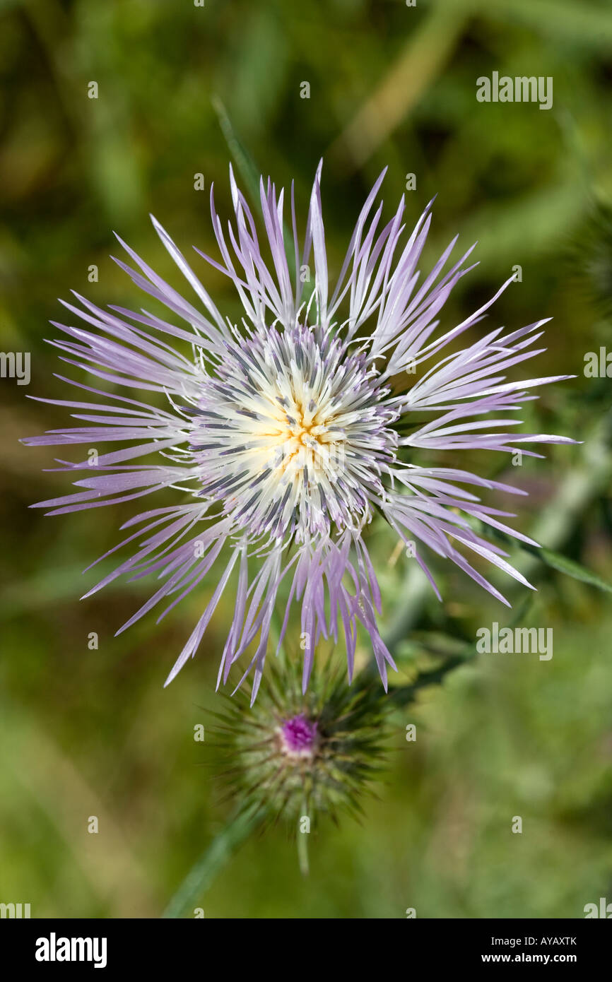 Flower Sardinia Italy Stock Photo - Alamy