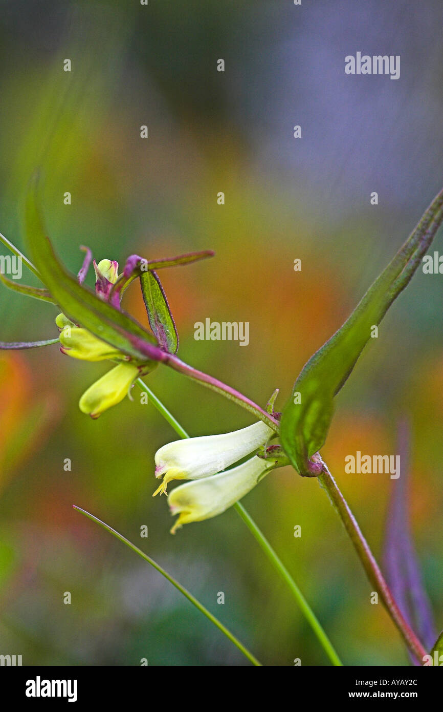 Cow Wheat (Melampyrum pratense Stock Photo - Alamy