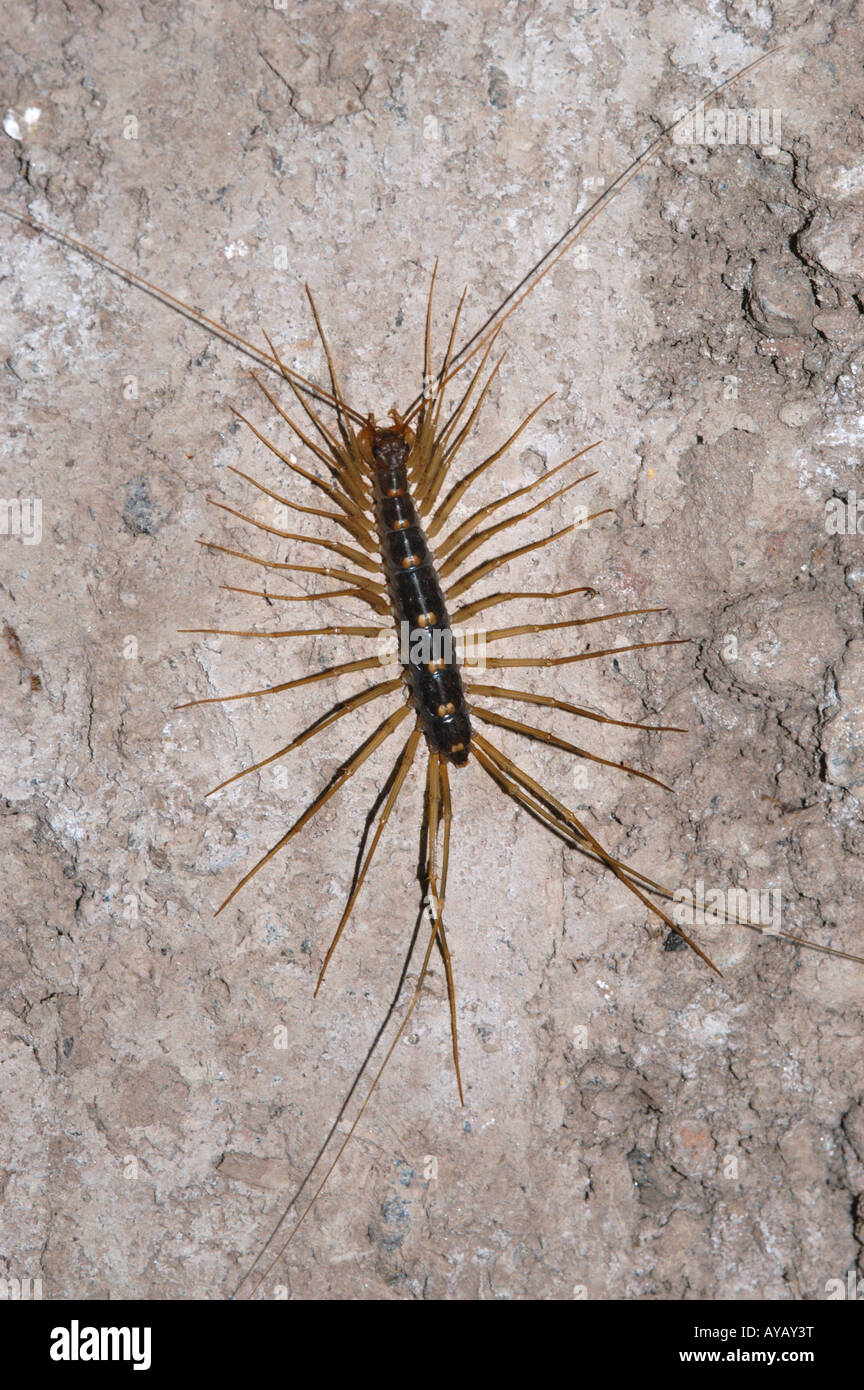 Long legged centipede Thereuopoda longicornis at night Yunnan China ...