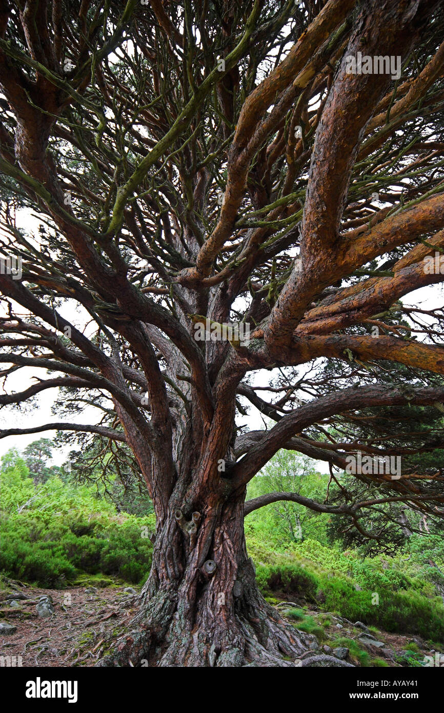 Scots Pine Tree, Glenmore Forest, Cairngorms National Park, Scotland ...