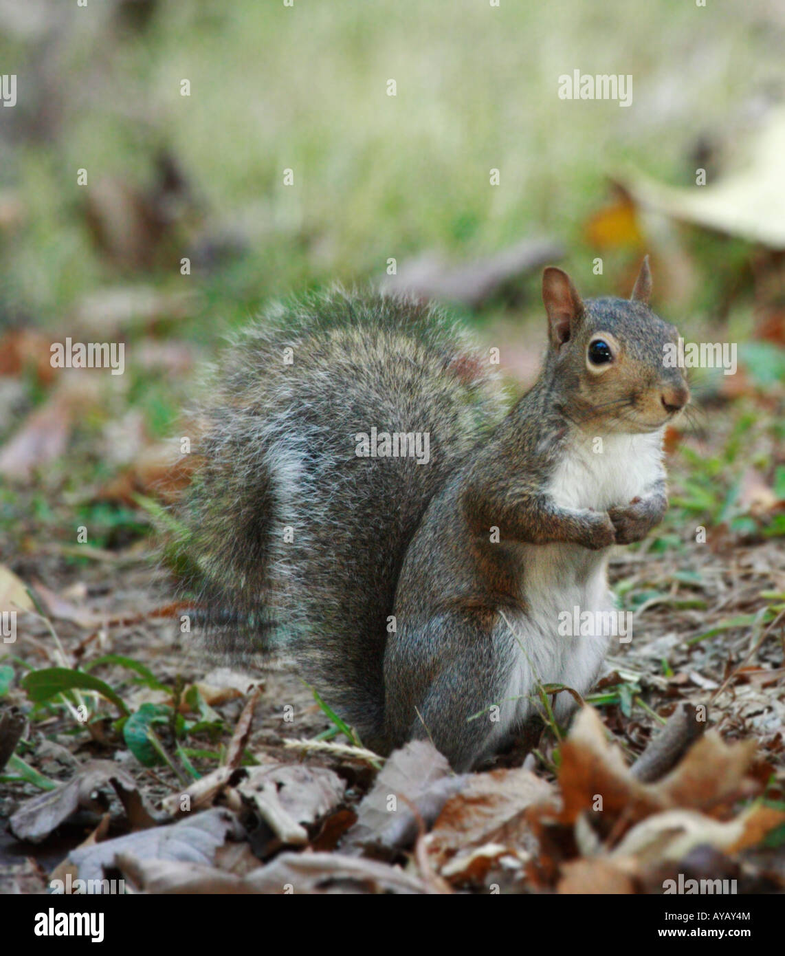 Eastern Gray Squirrel Stock Photo - Alamy