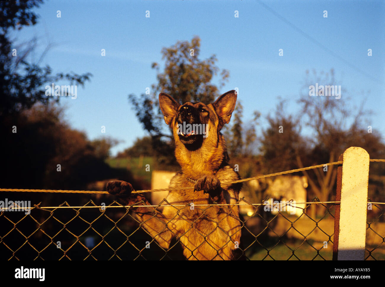 Guard Dog Alsation Stock Photo - Alamy