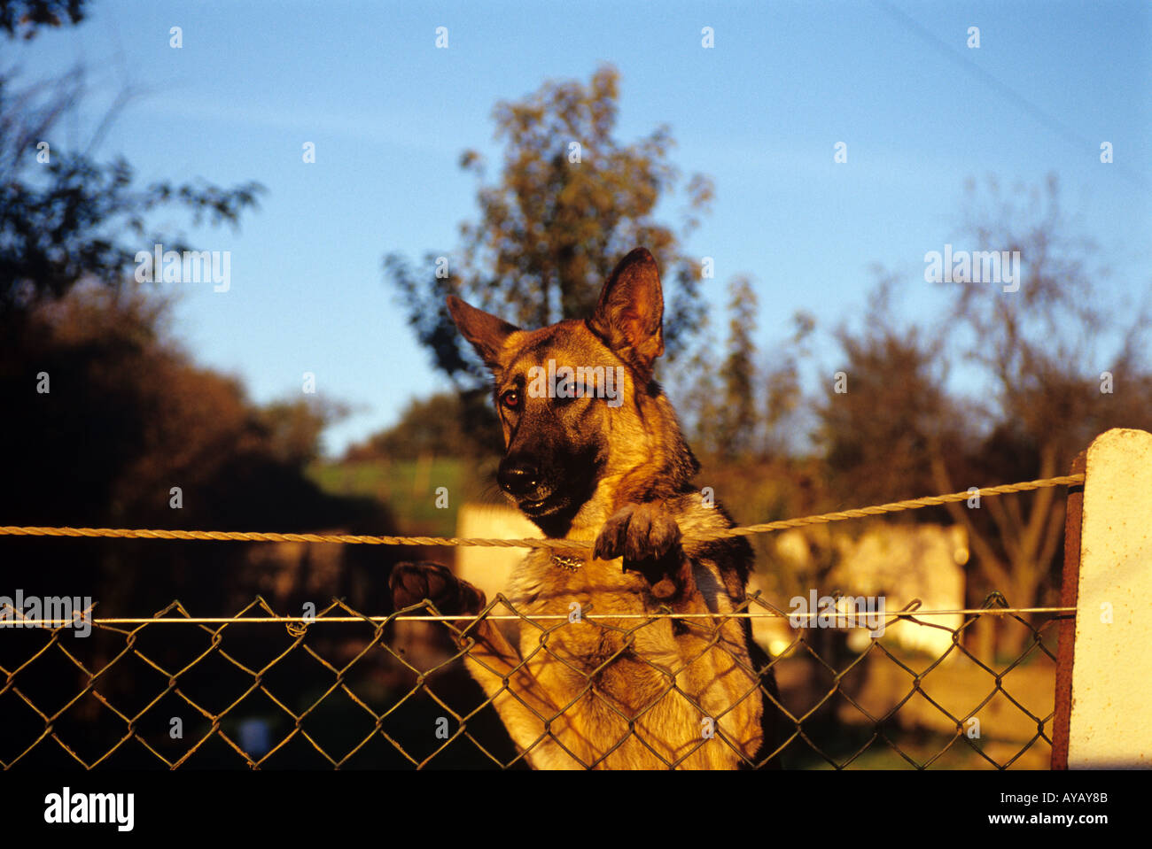 Guard Dog Alsation Stock Photo - Alamy