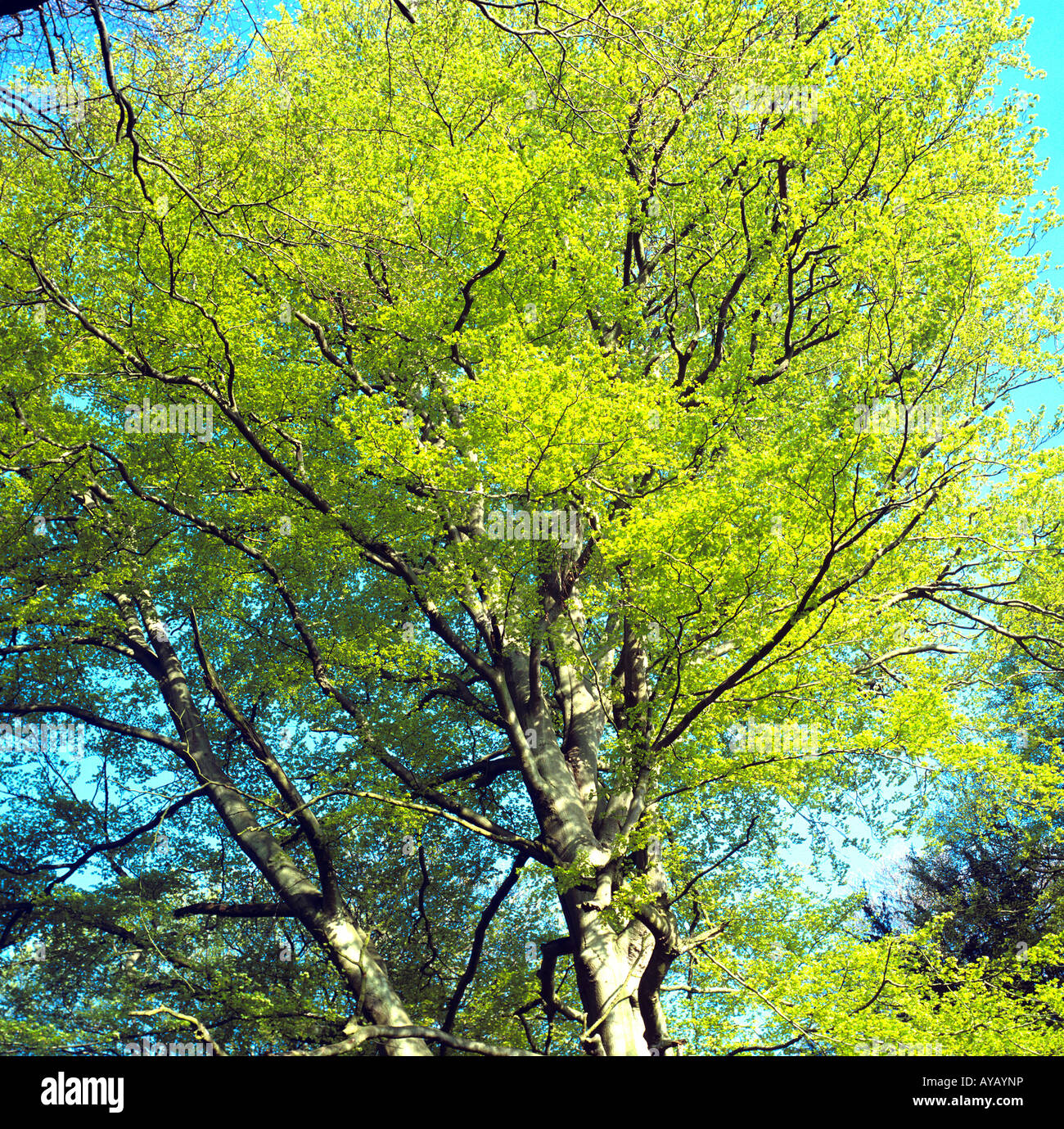 Silver birch tree summer hi-res stock photography and images - Alamy