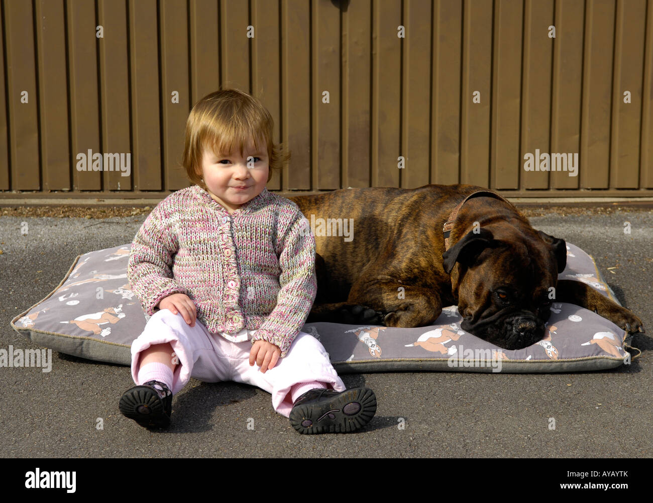 baby girl one year old sitting dog boxer pet cute real Stock Photo - Alamy