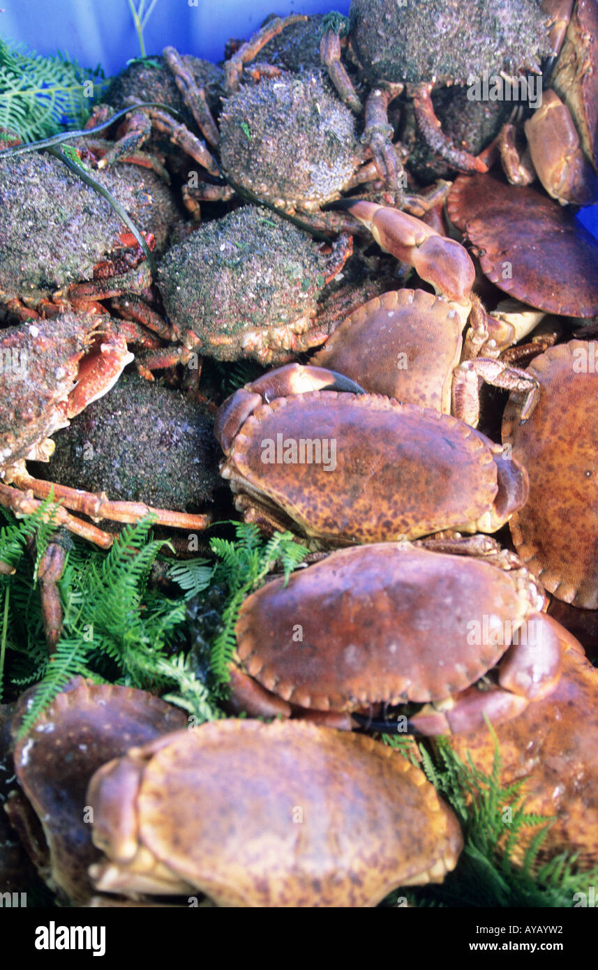 Group of Crabs Caught Stock Photo - Alamy