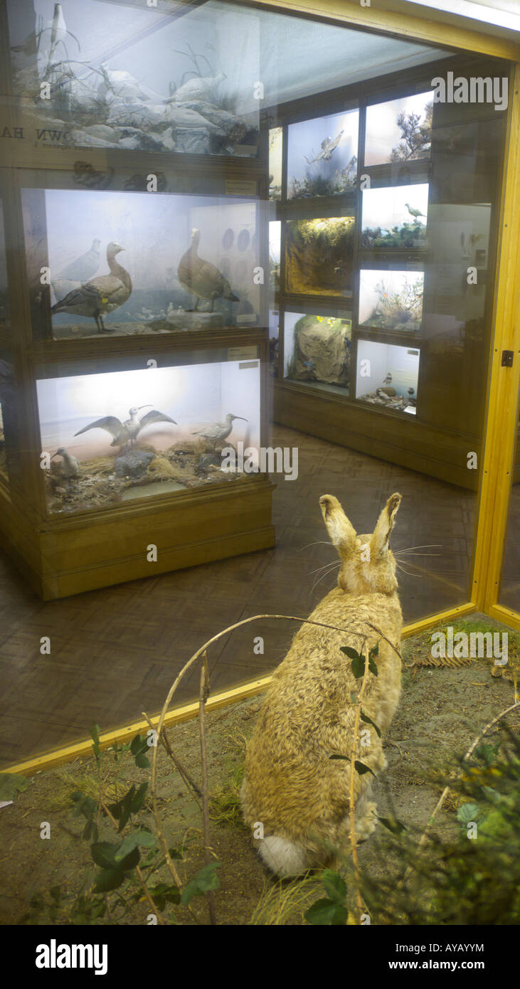 Stuffed animals in display cases at Cliffe Castle Museum Keighley West ...