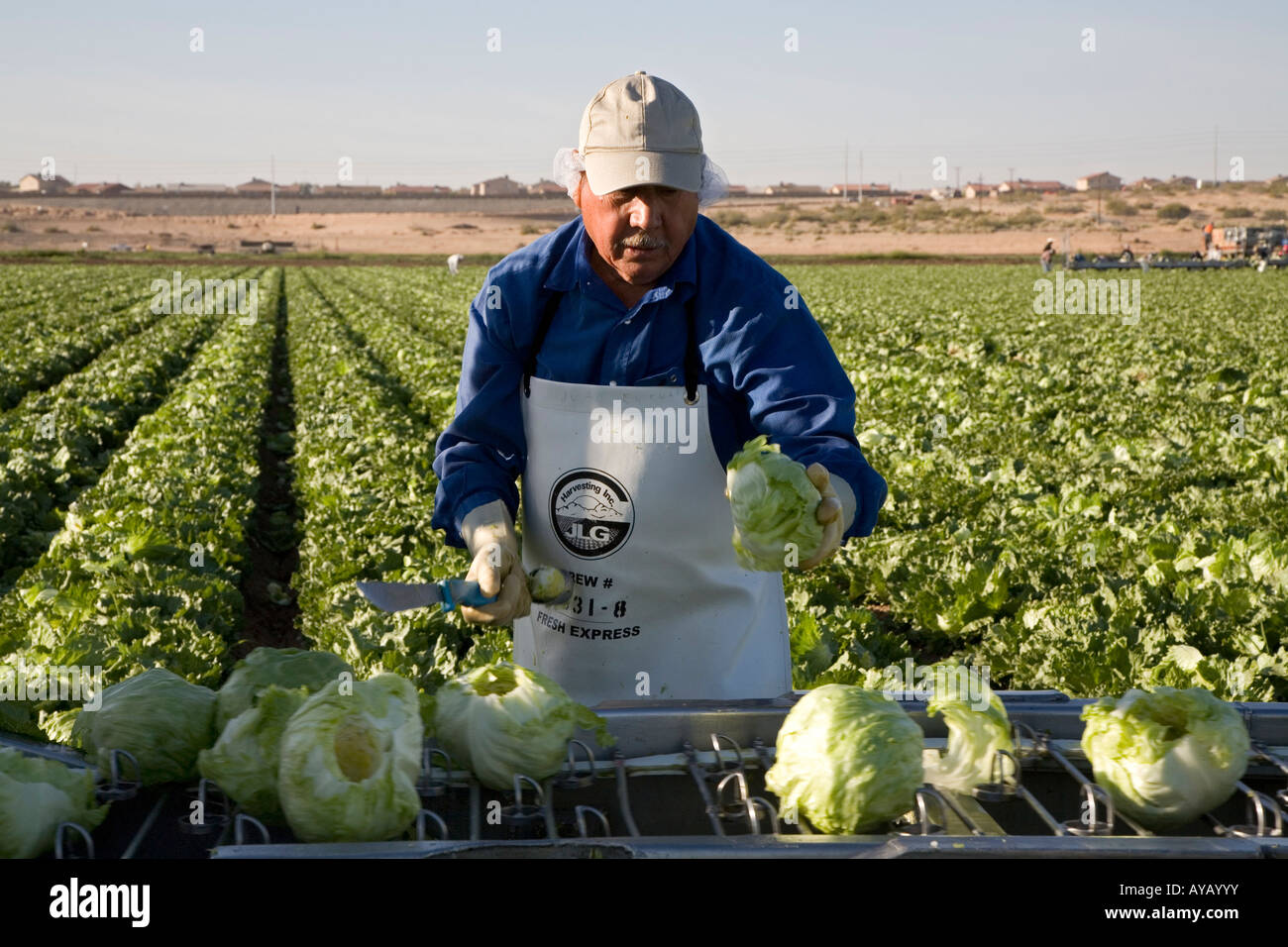 Lettuce Field Yuma Arizona High Resolution Stock Photography and Images ...