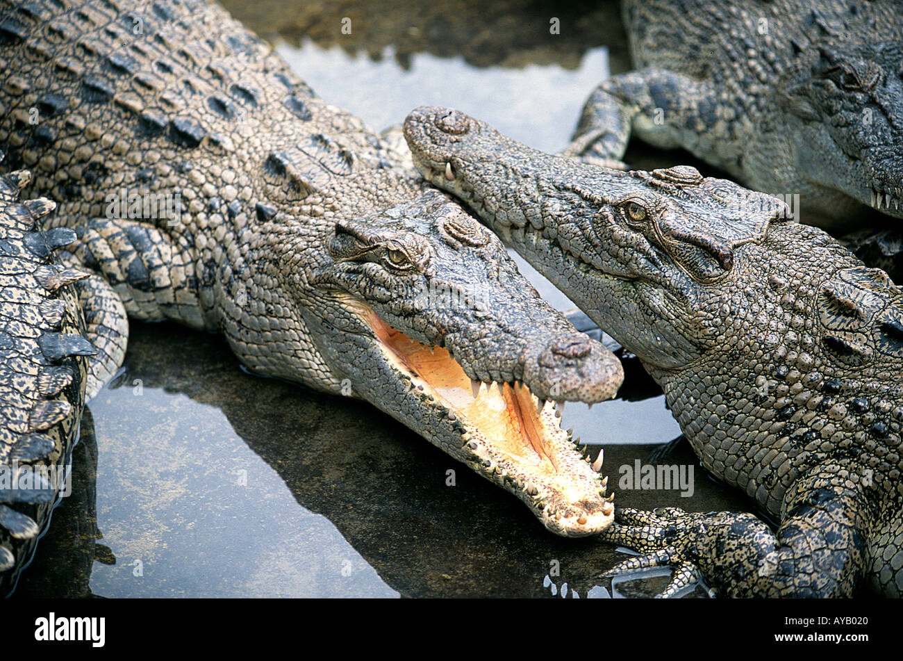 Crocodiles and australia hi-res stock photography and images - Alamy