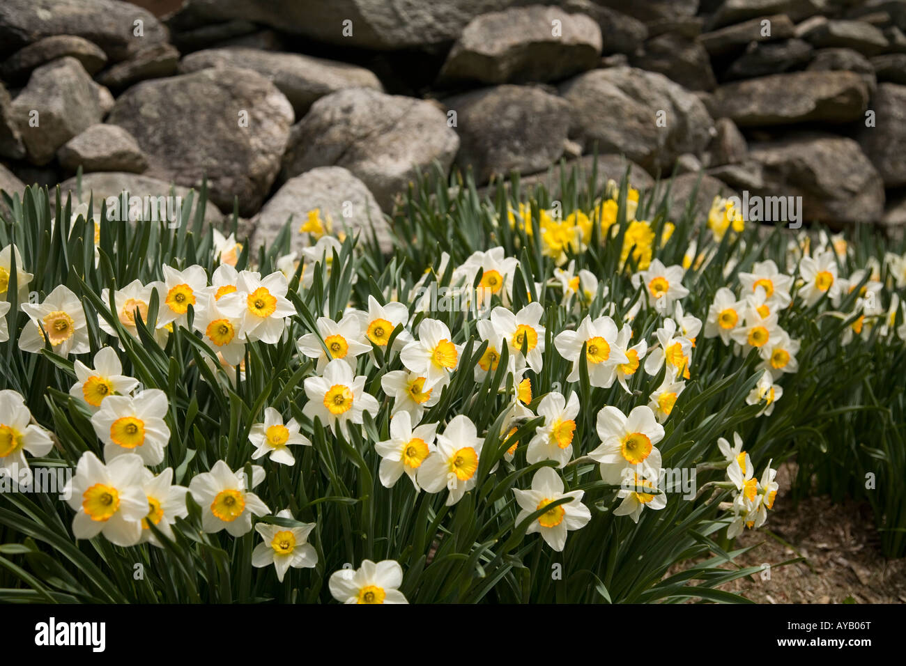 Narcissus/Daffodils in front of a stone wall Stock Photo - Alamy