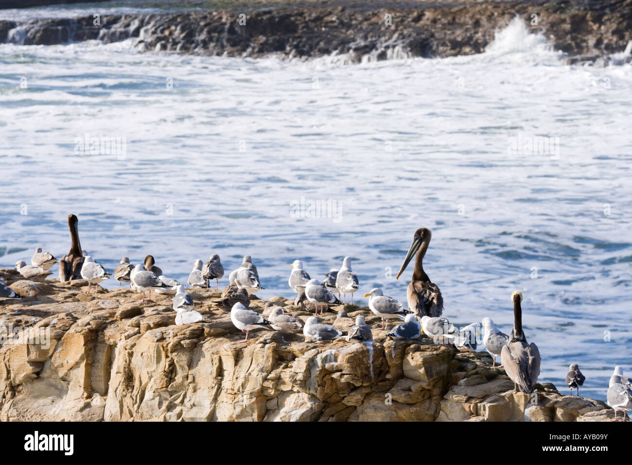 Birds rock hi-res stock photography and images - Alamy