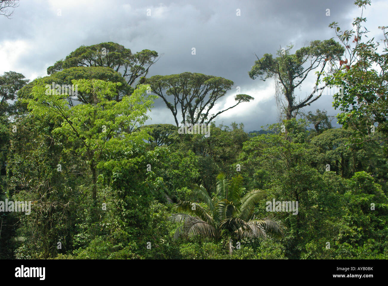 rain forest canopy Costa Rica Stock Photo - Alamy