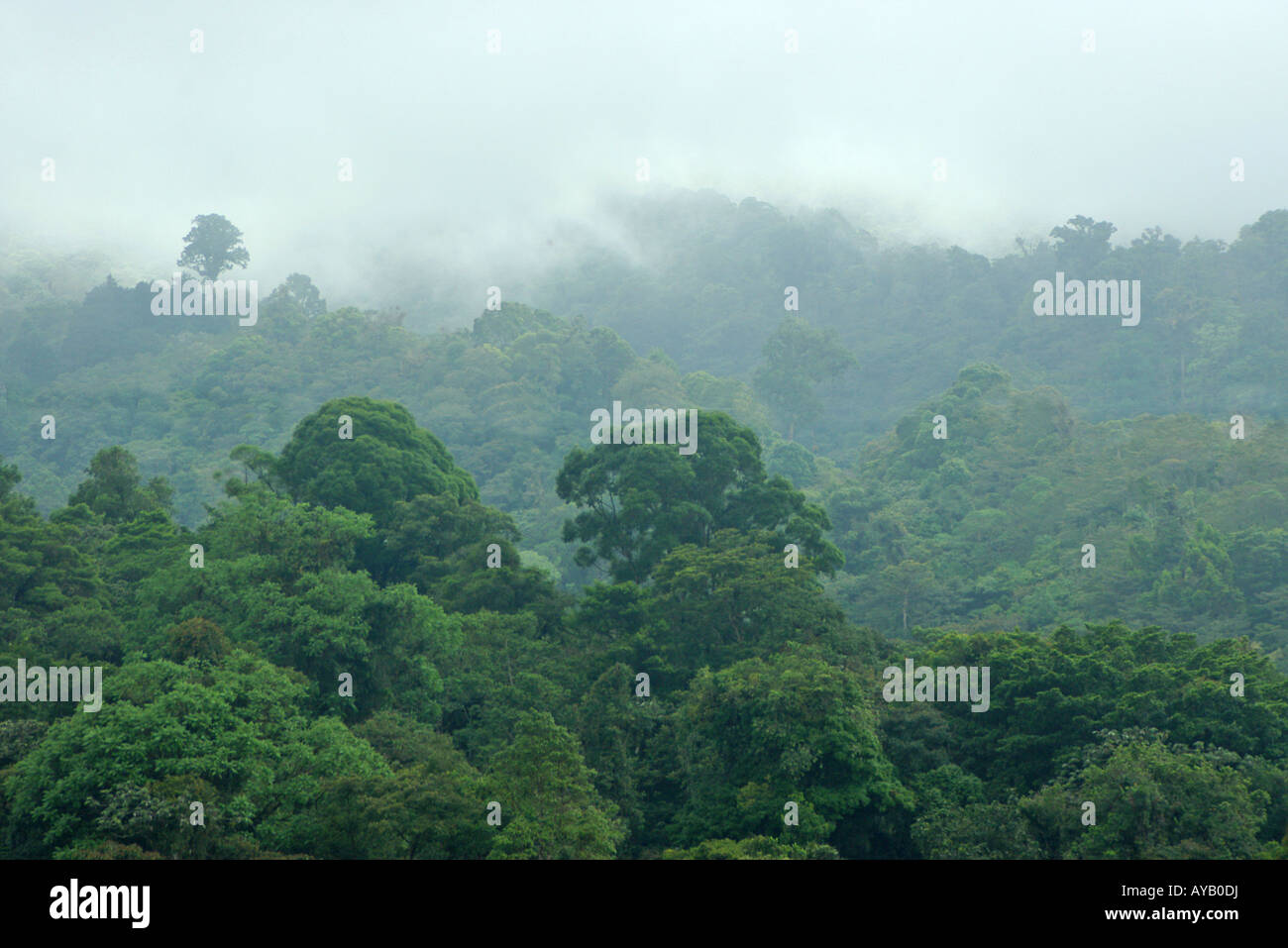 Cloud forest Northwestern Costa Rica Stock Photo - Alamy