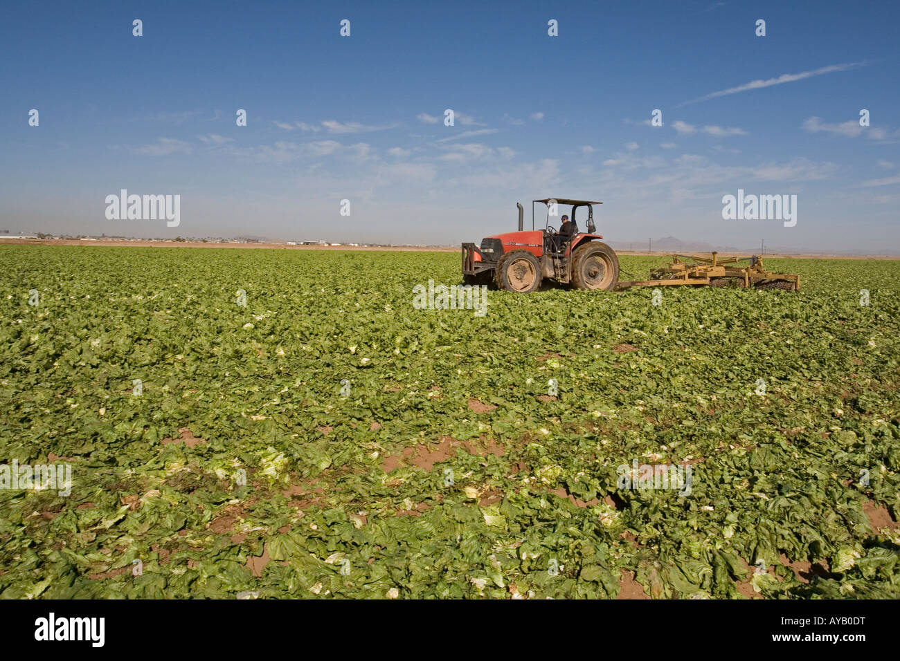 Lettuce field yuma arizona hi-res stock photography and images - Alamy