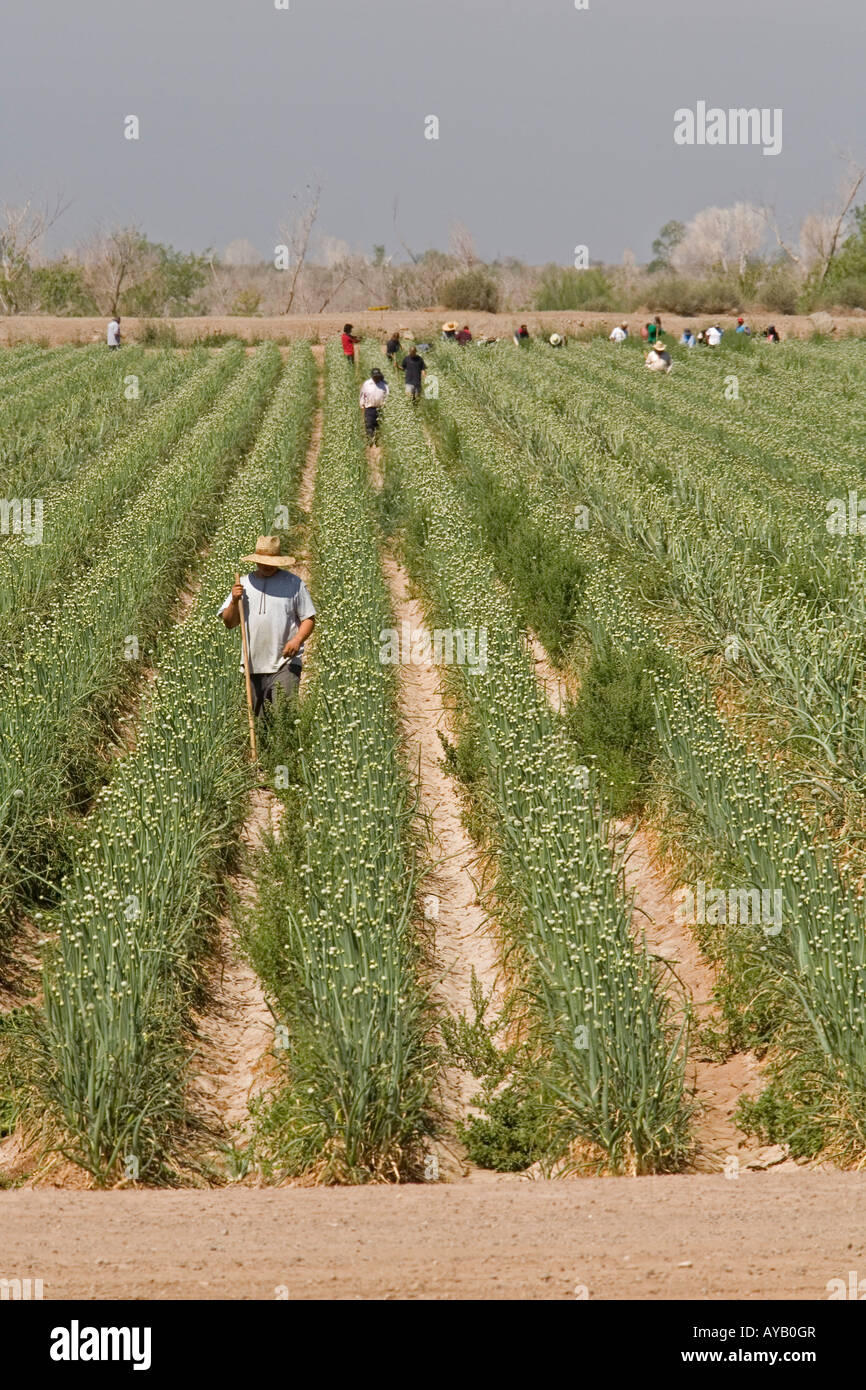 United Farm Workers Mexican High Resolution Stock Photography and ...