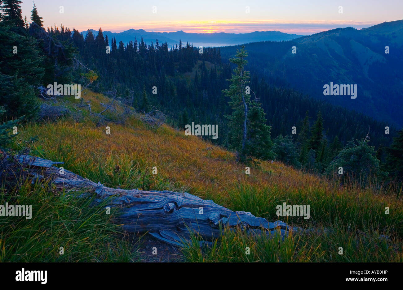 Sunset on Hurricane Ridge in Olympic National Park Stock Photo - Alamy