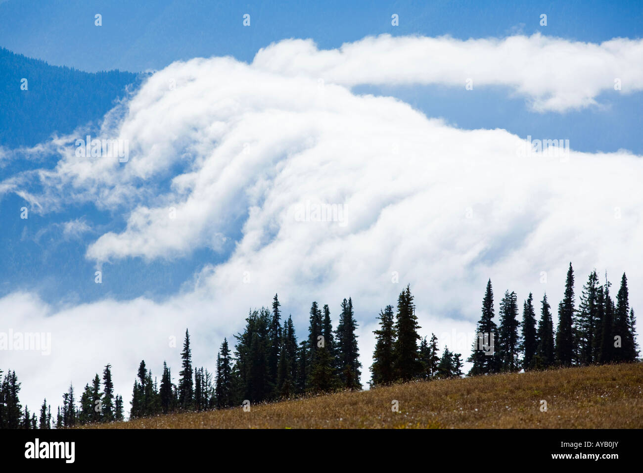Clouds rolling over a ridge in the Olympic Mountains Olympic National ...