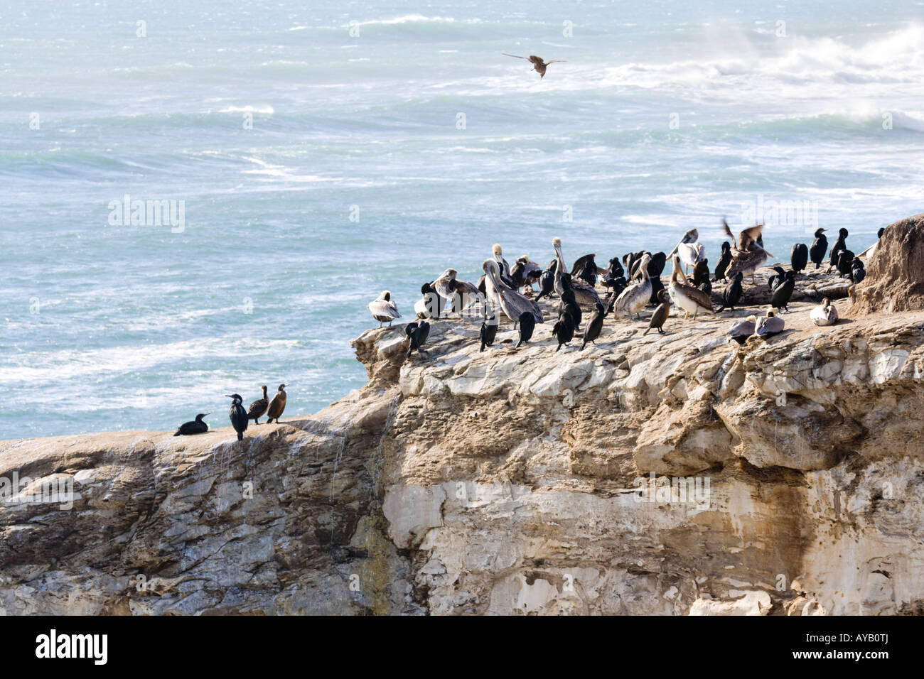 Birds on the rock Stock Photo - Alamy