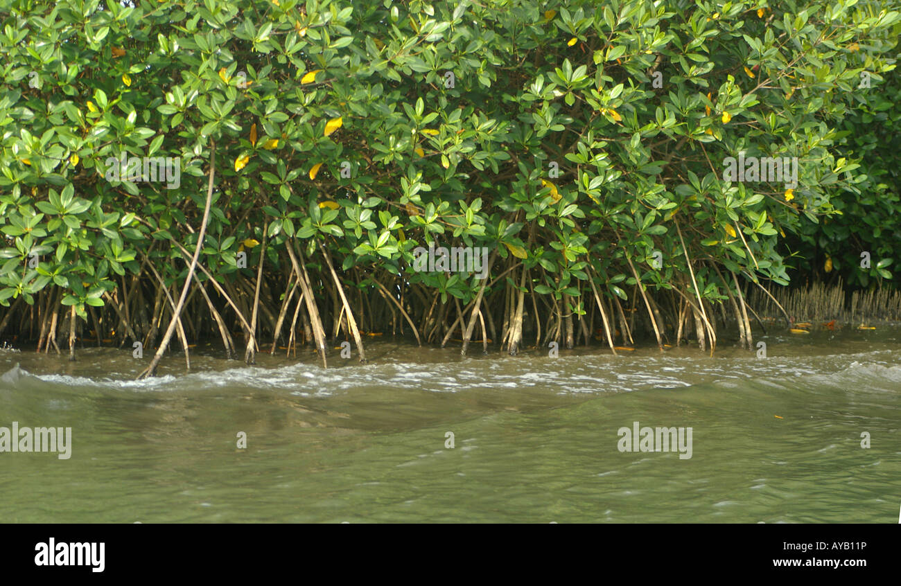 red mangrove Rhizophora swamp Stock Photo - Alamy
