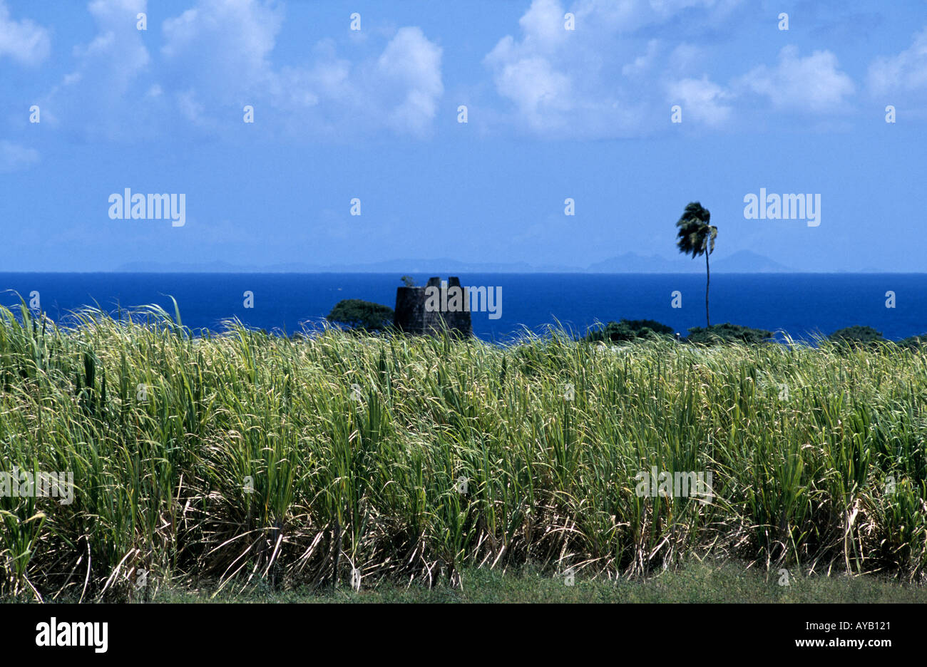 Sugar cane growing in St Kitts in the caribbean Stock Photo - Alamy