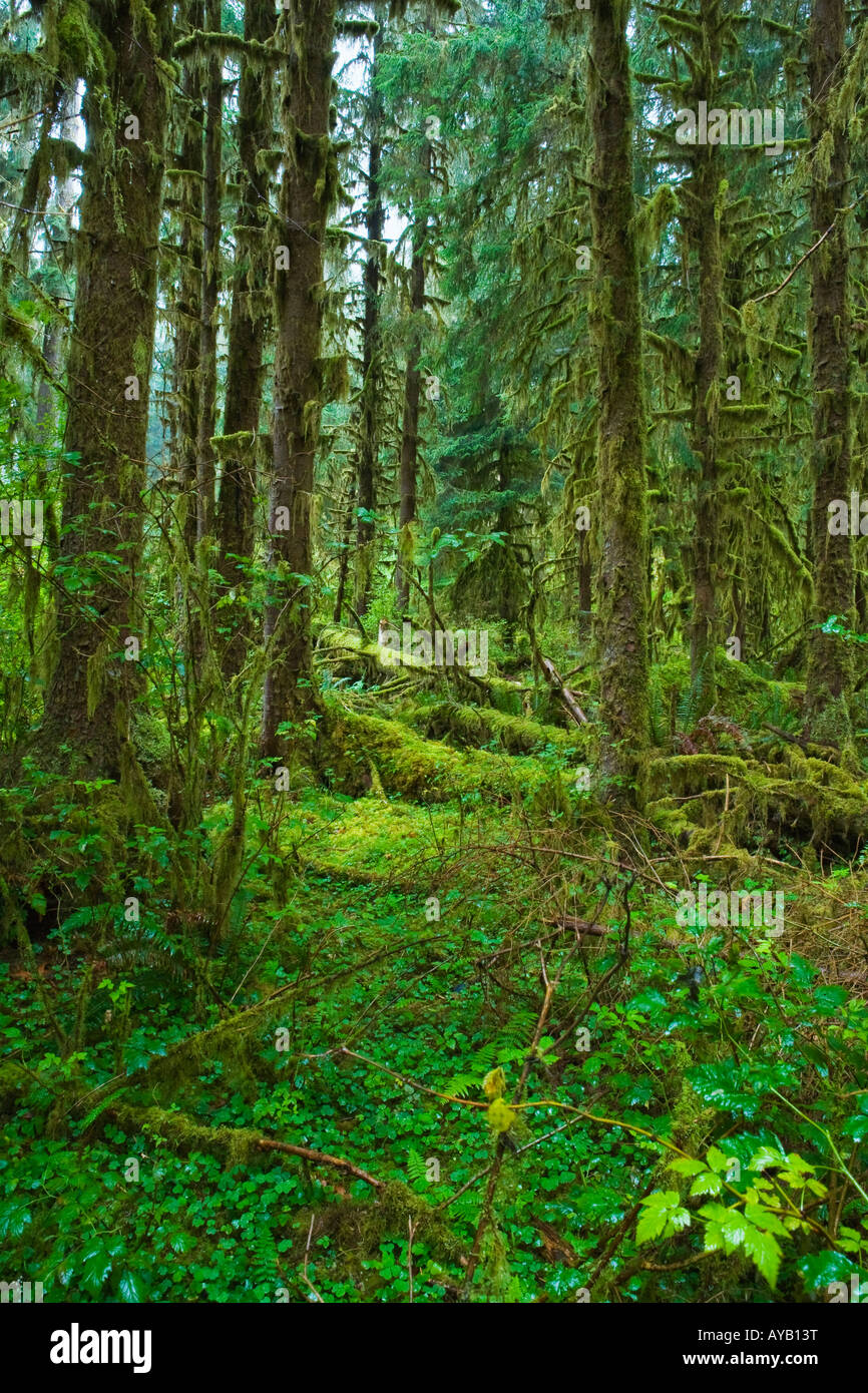 Hoh rainforest in Olympic National Park Washington State Stock Photo ...