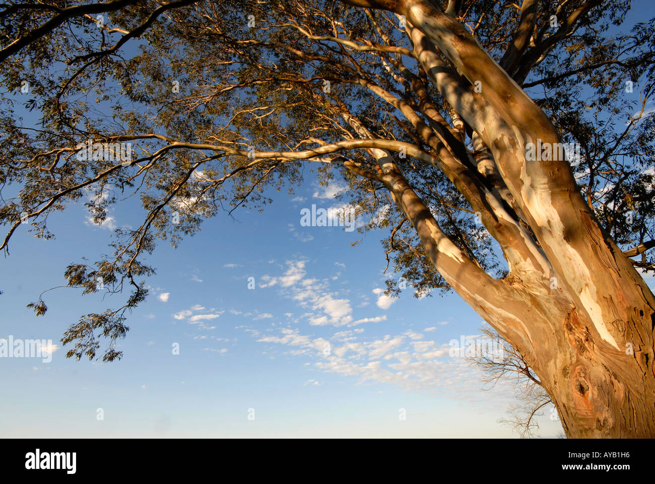 Overarching tree hi-res stock photography and images - Alamy