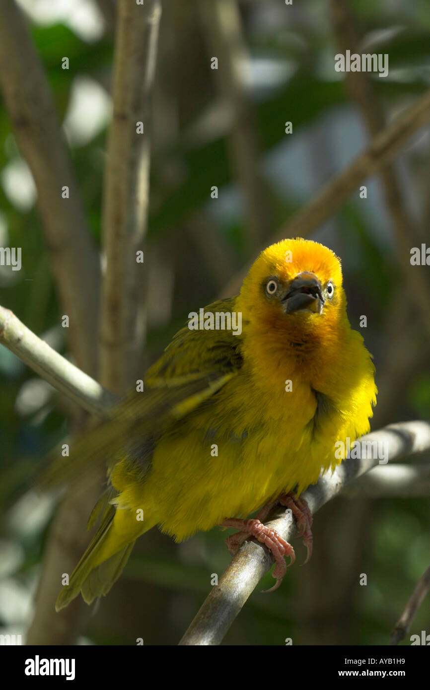 Cape weaver Ploceus capensis Stock Photo - Alamy