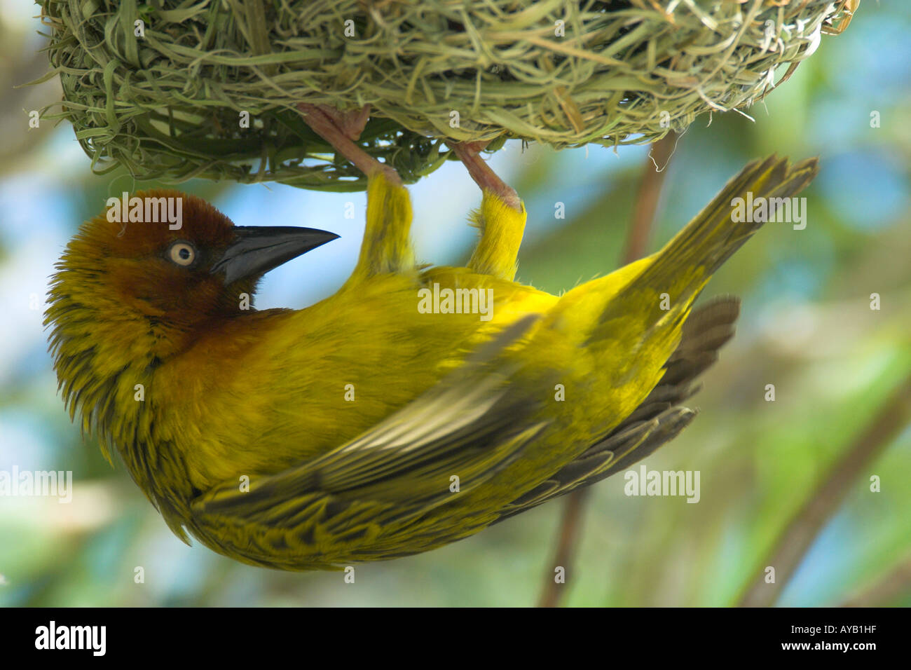 Female cape weaver bird hi-res stock photography and images - Alamy