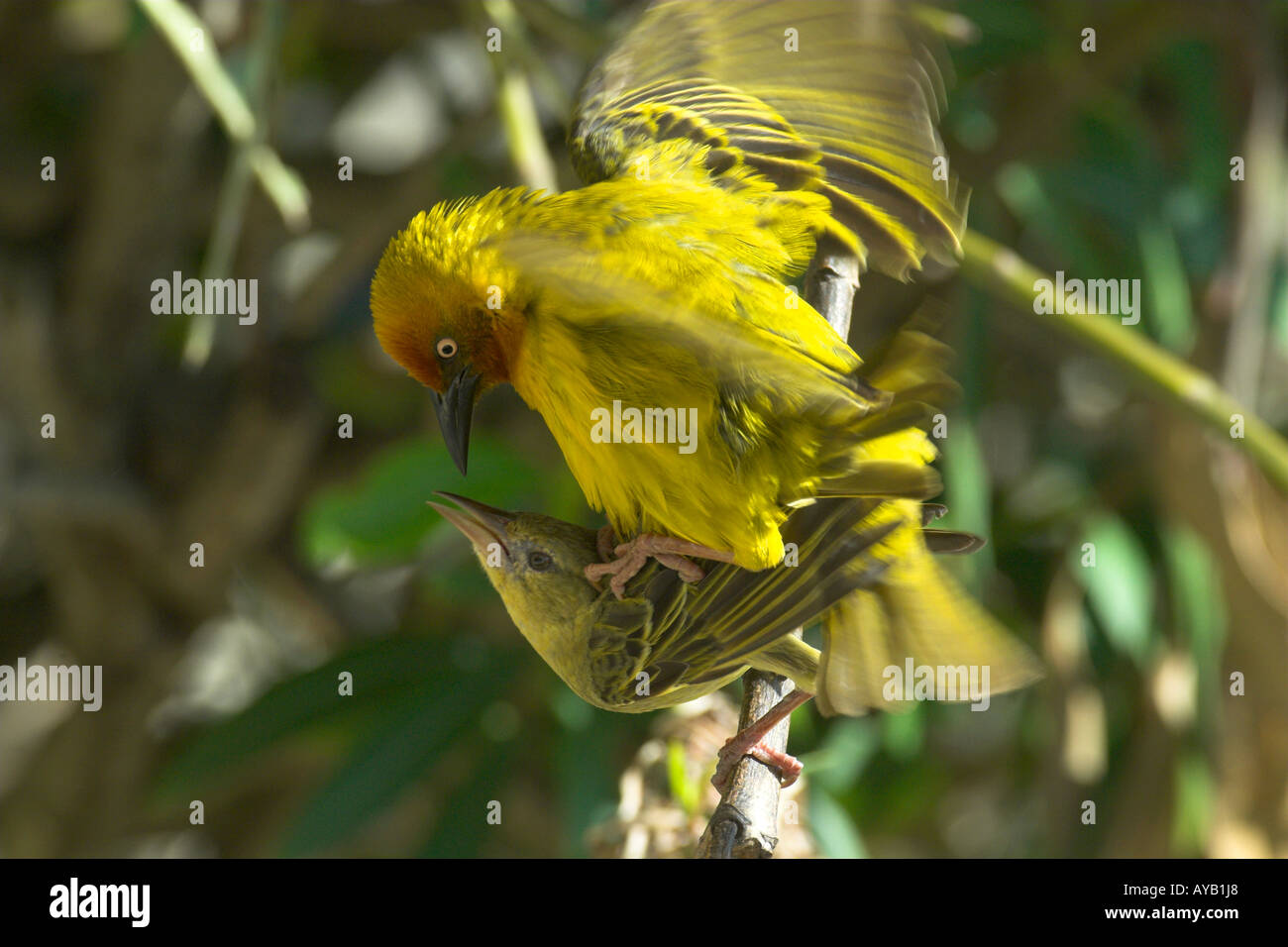 Female cape weaver bird hi-res stock photography and images - Alamy