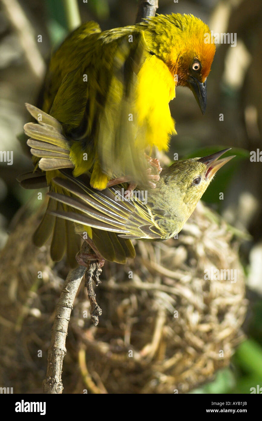 Female cape weaver bird hi-res stock photography and images - Alamy
