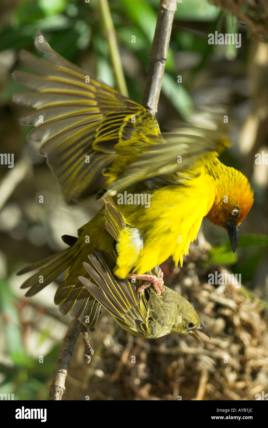 Cape weaver Ploceus capensis Stock Photo - Alamy