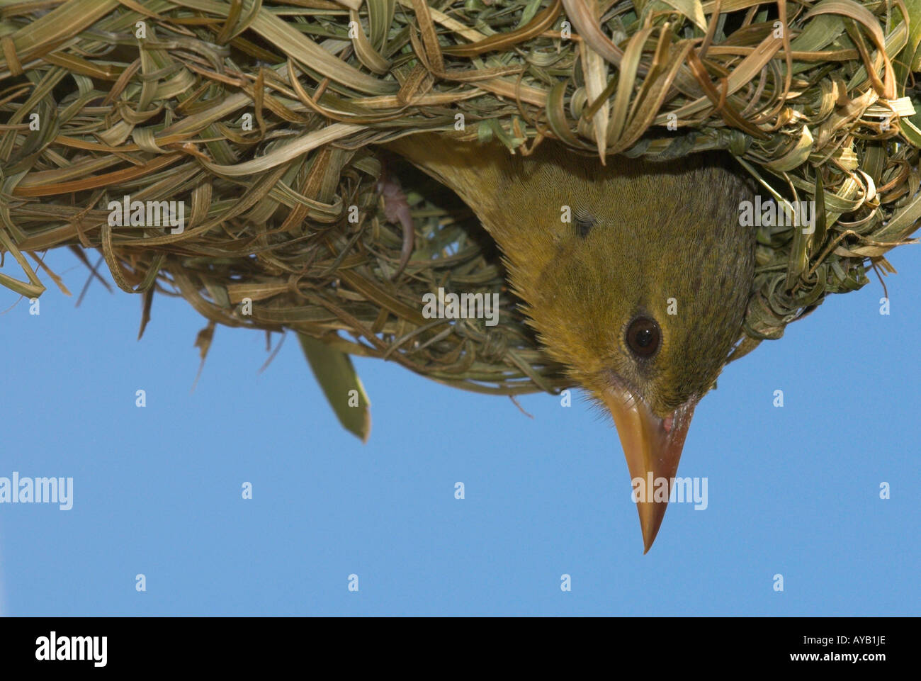 Female cape weaver bird hi-res stock photography and images - Alamy