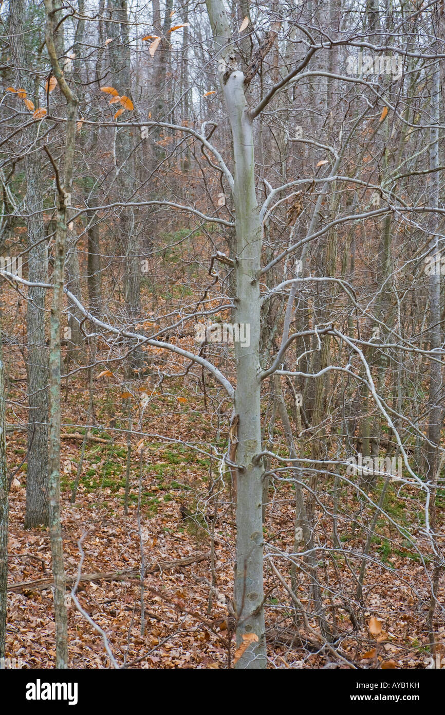 Deciduous hardwood understory hi-res stock photography and images - Alamy