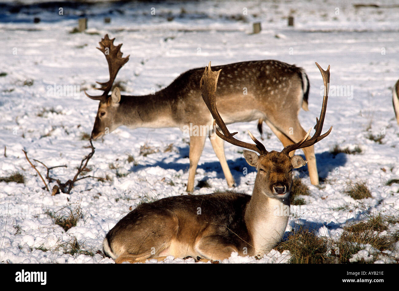 Winter animal deer of britain hi-res stock photography and images - Alamy
