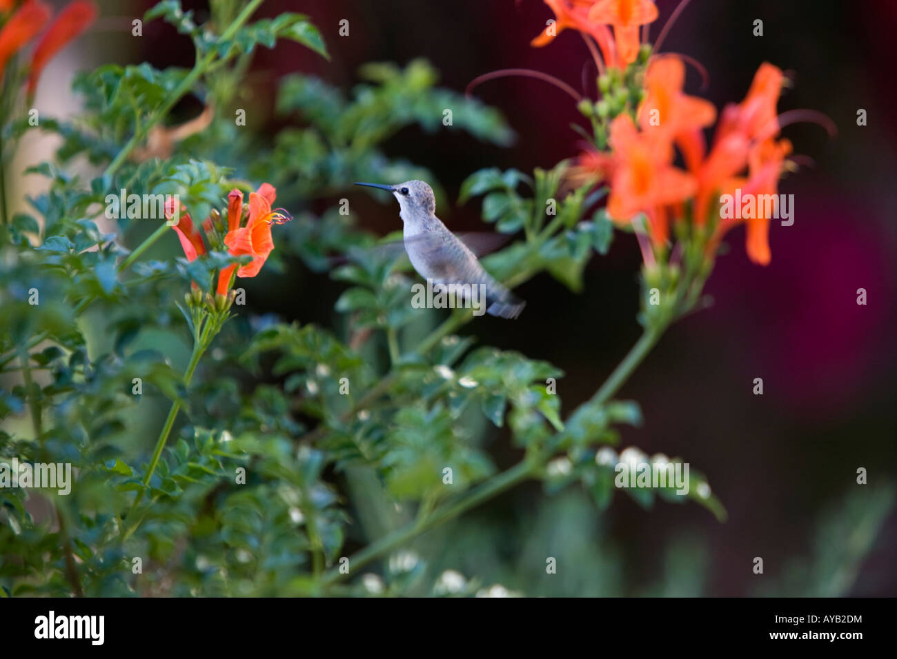Honeysuckle bird hi-res stock photography and images - Alamy