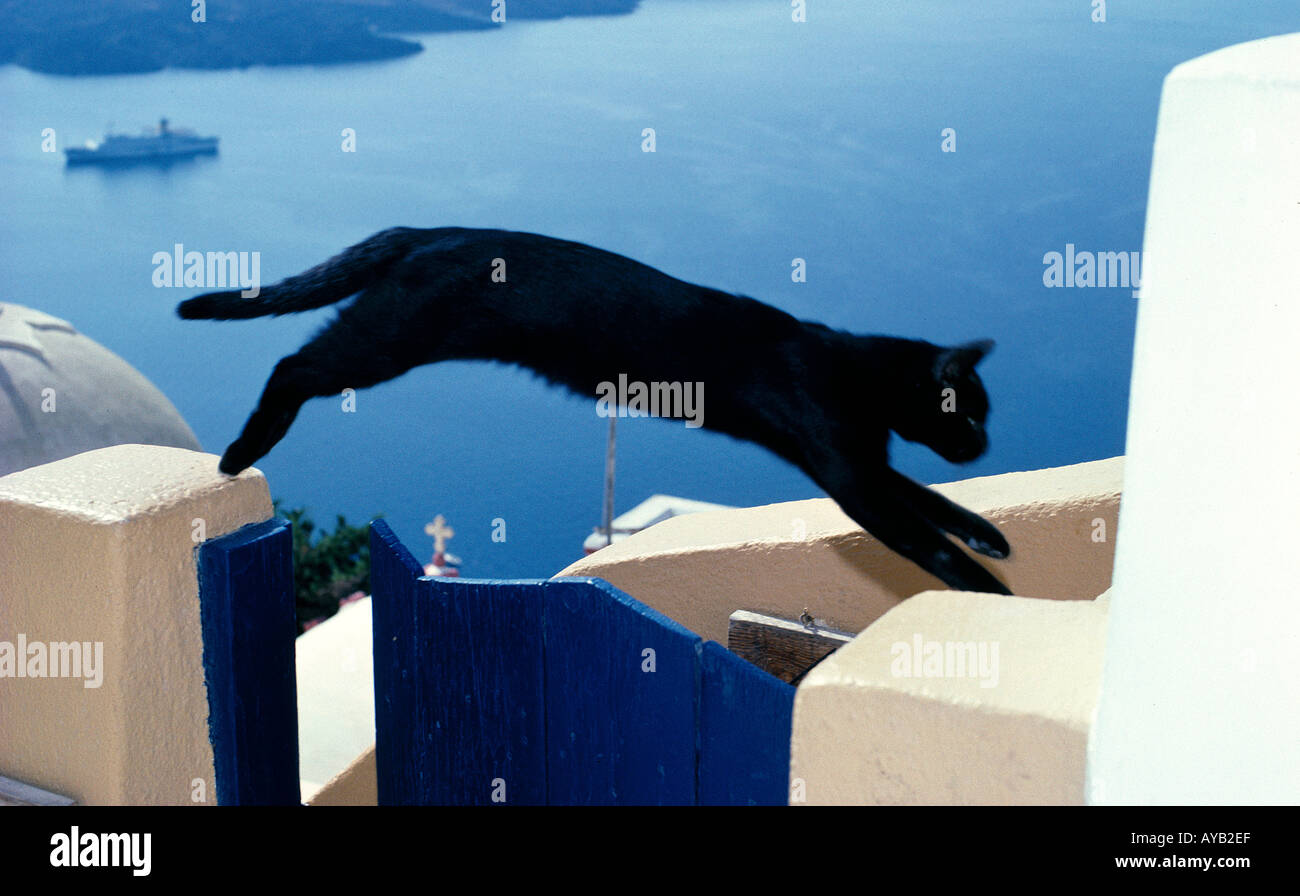 Black Cat Jumping Scared