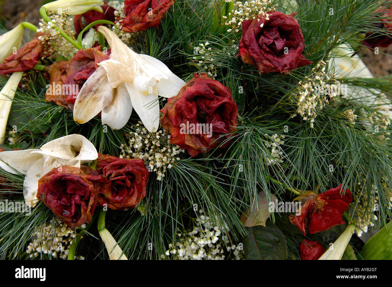 dying decaying red rose cemetery death wreath flower plant Stock Photo ...