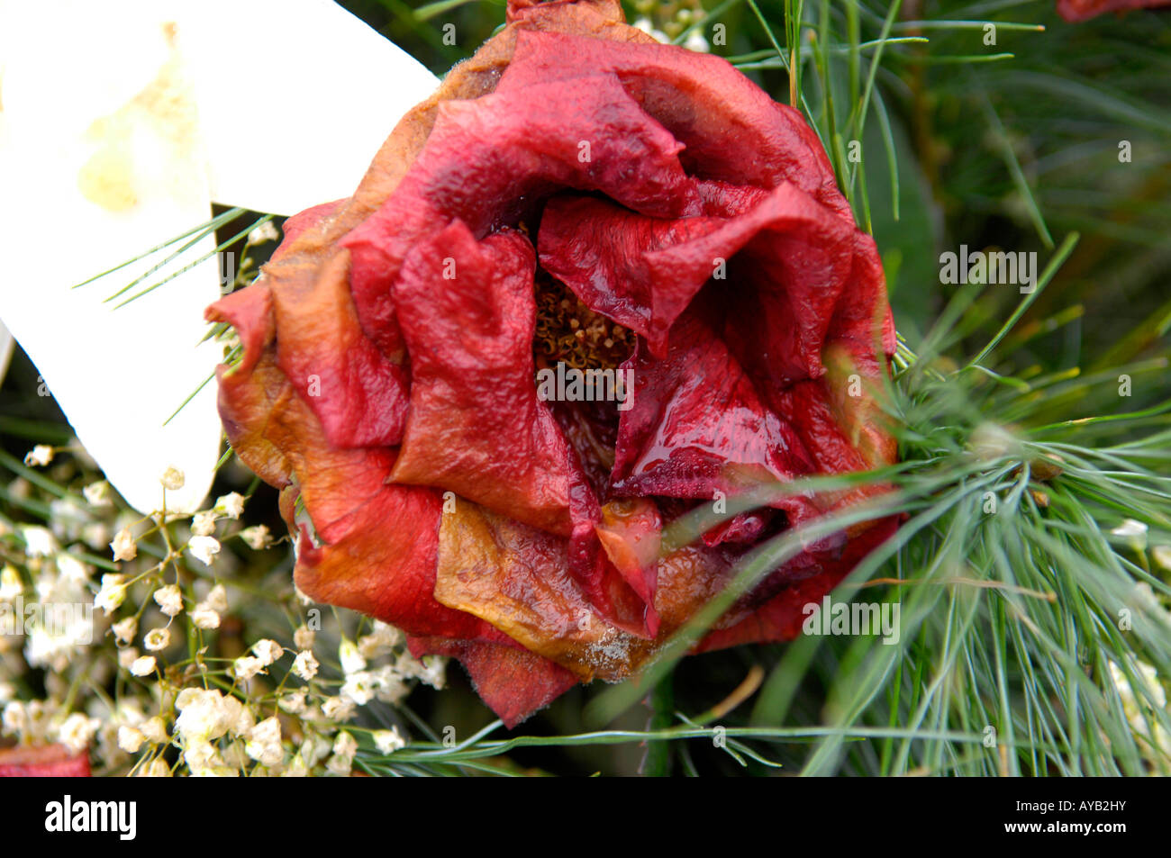 dying decaying red rose cemetery death Stock Photo - Alamy