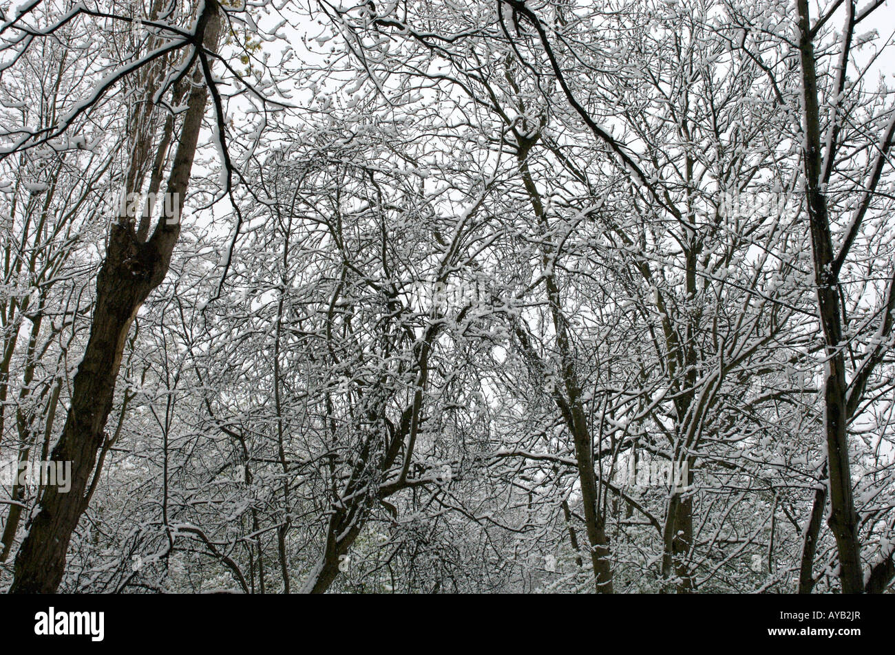 A snowy scene in North London Stock Photo - Alamy