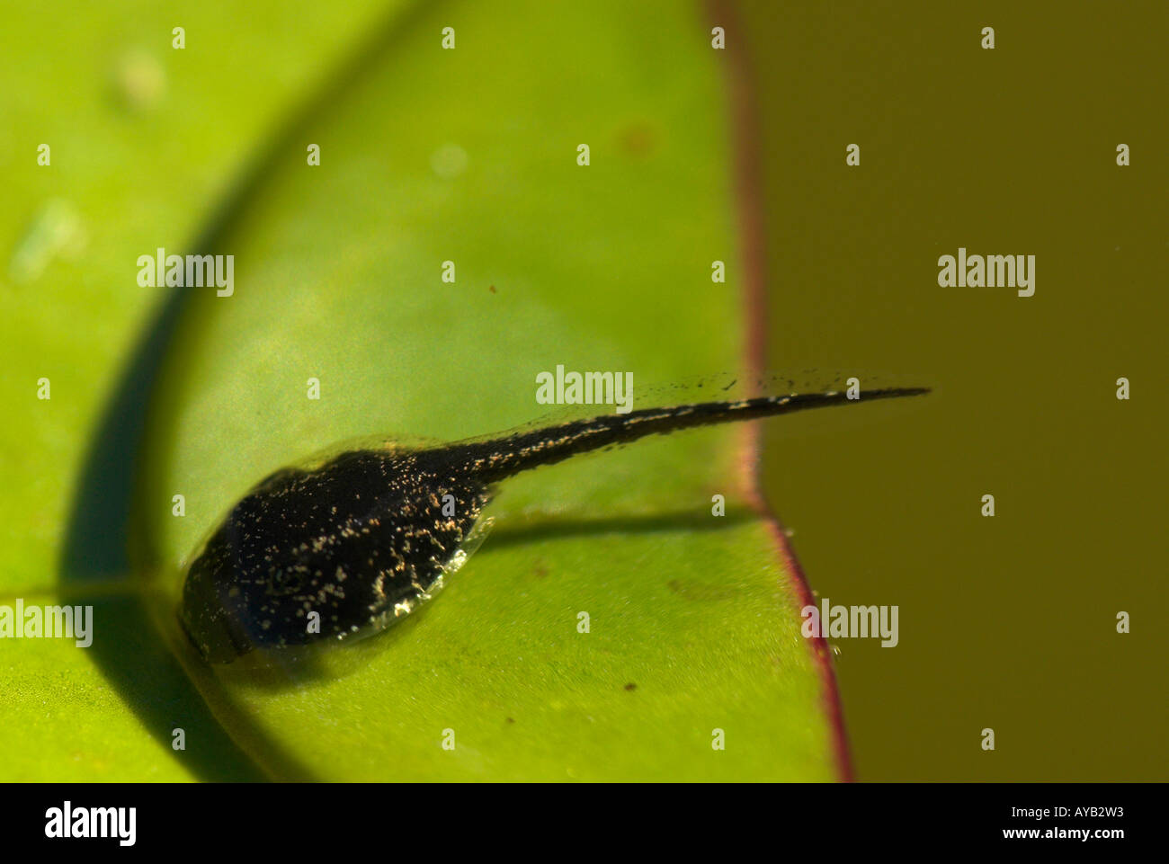 Growing tadpoles hi-res stock photography and images - Alamy