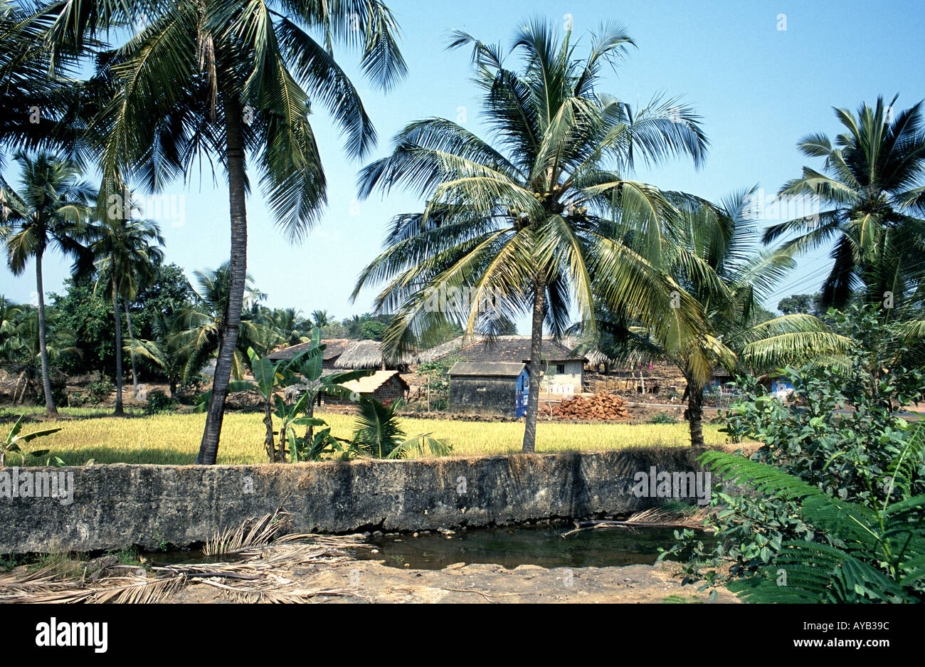Farm with paddy fields in south Goa Stock Photo - Alamy