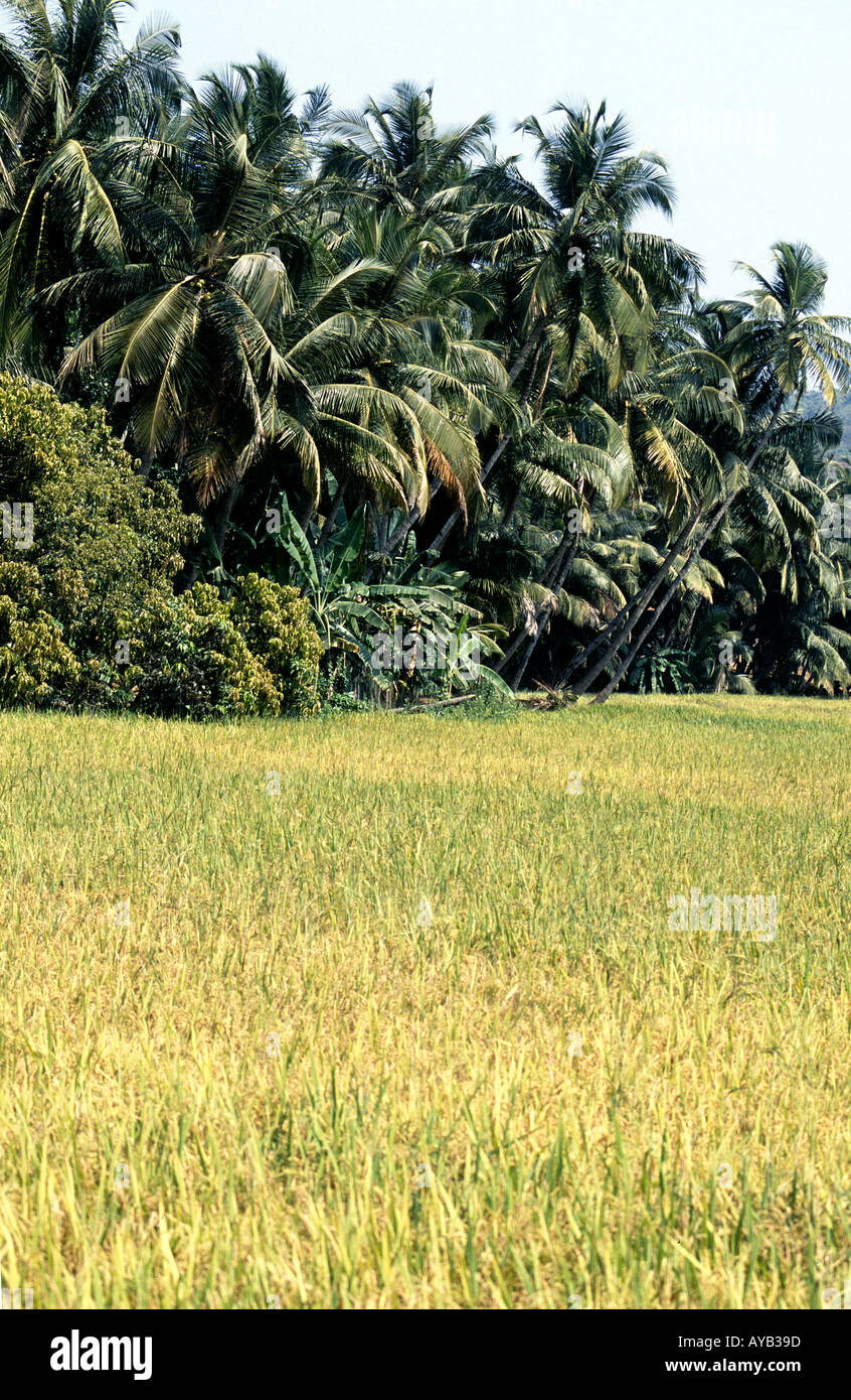 Rice paddy fields south Goa Stock Photo - Alamy