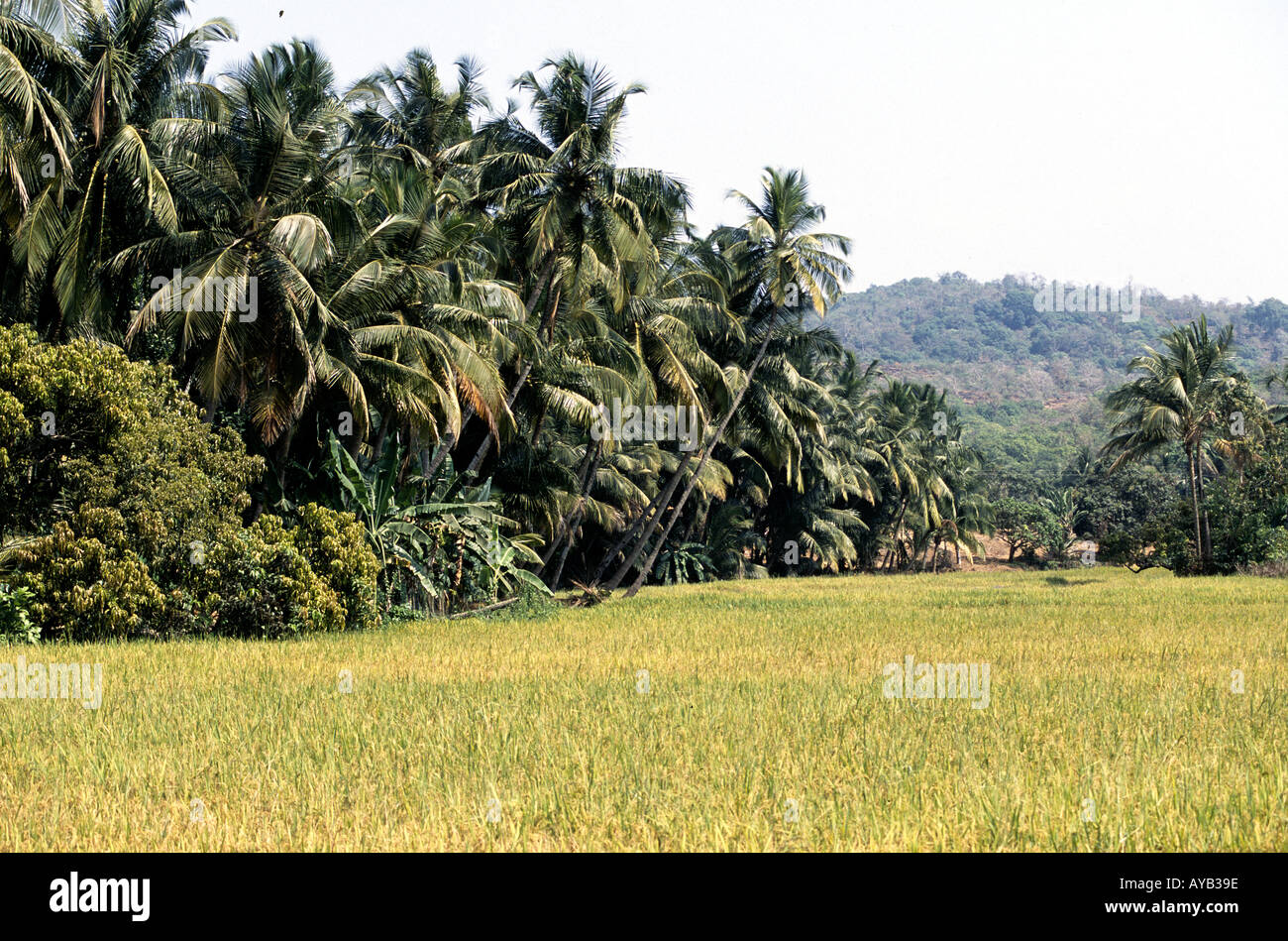 Rice paddy fields south Goa Stock Photo - Alamy