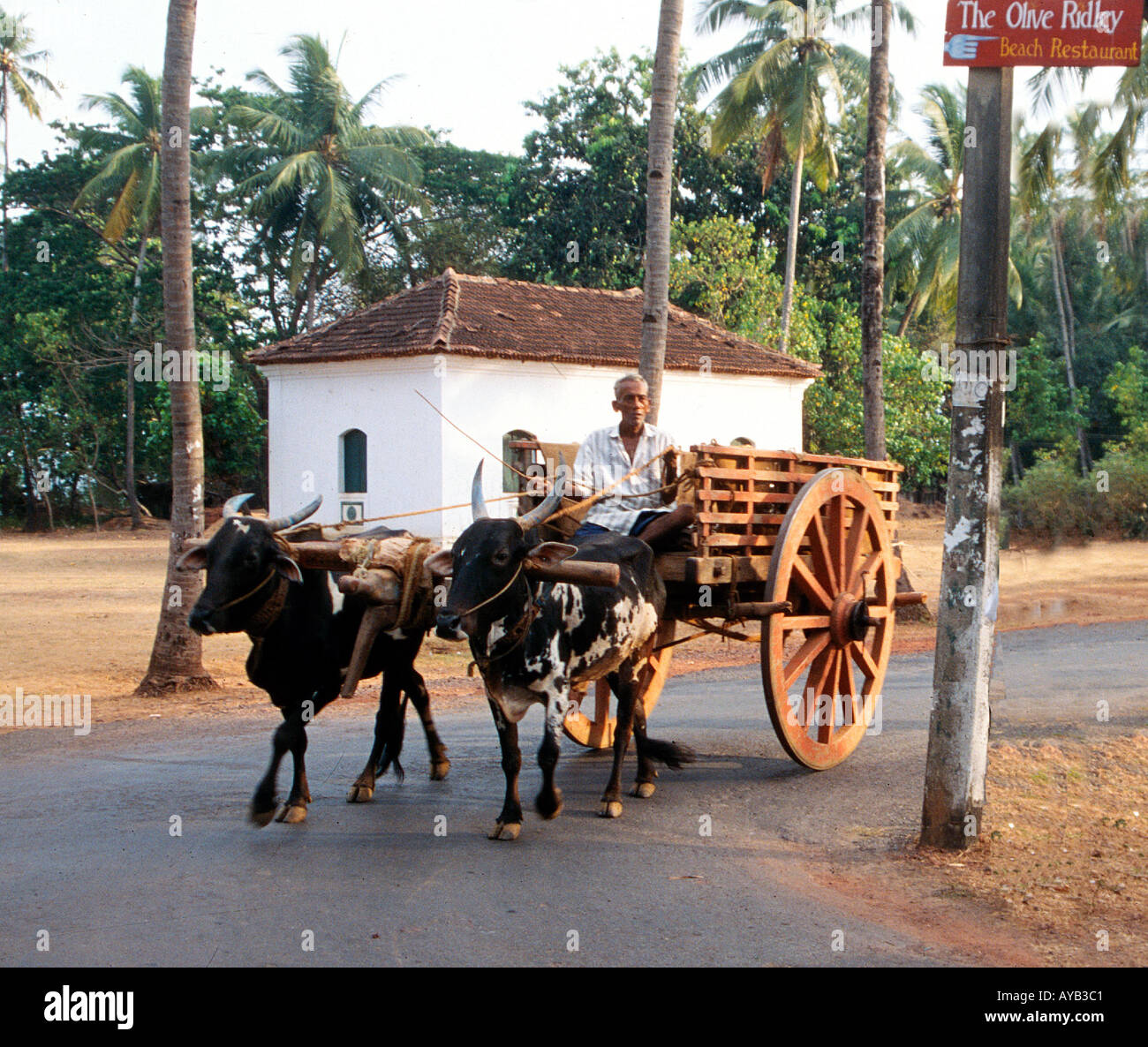 Indian oxen hi-res stock photography and images - Alamy