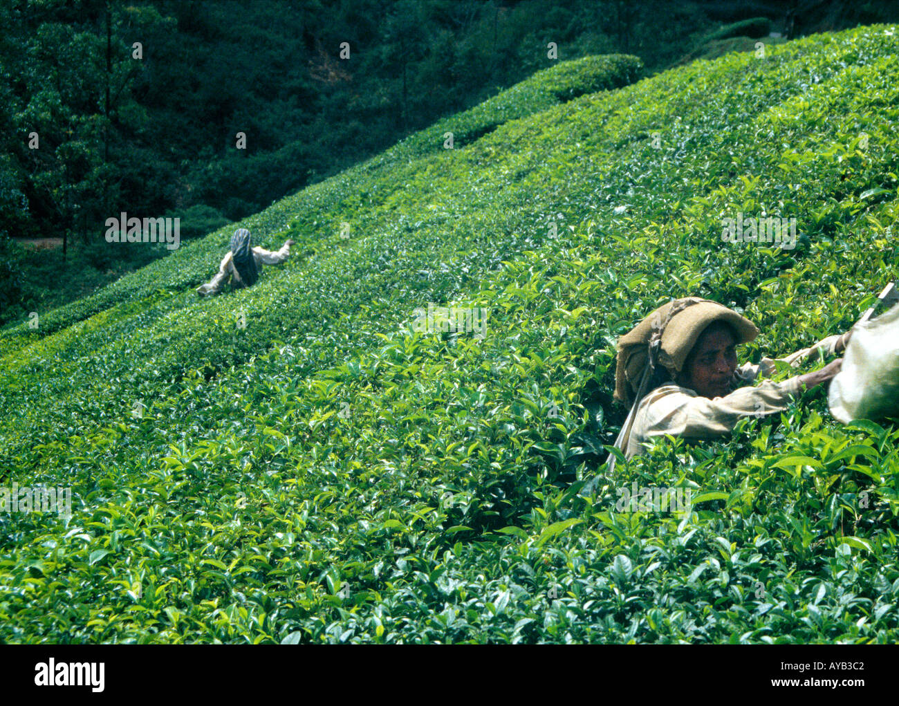 Tea plantation Kerala India Stock Photo - Alamy