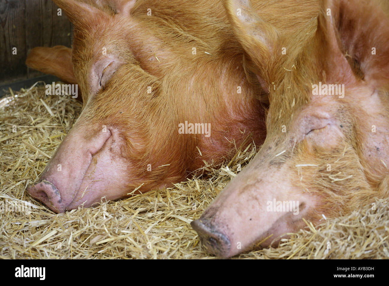 Happy bacon hi-res stock photography and images - Alamy